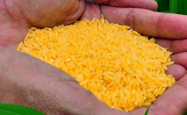 AgroAvances .:. Canadá aprueba el arroz dorado (OGM) para su consumo