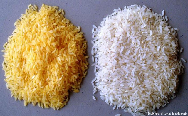 AgroAvances .:. Bangladesh: El arroz dorado estará disponible pronto