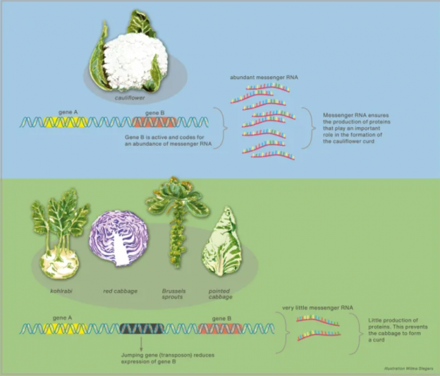 AgroAvances .:. El brócoli, repollo y la coliflor son la misma especie ...