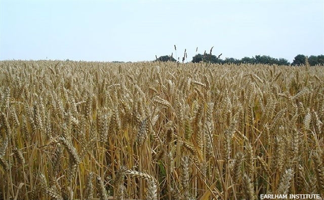 AgroAvances .:. Secuenciación del genoma del trigo silvestre ...
